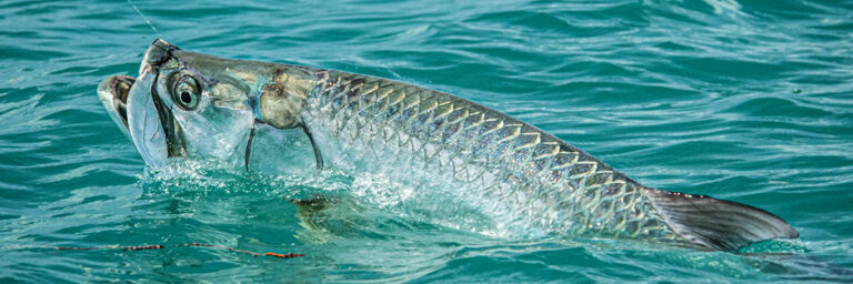 Key West Tarpon Fishing - Fishing Florida Keys
